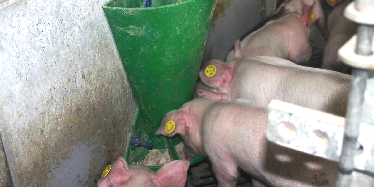 Dry Feeder with funnel 5L (EN) - Expert in Farrowing Solutions
